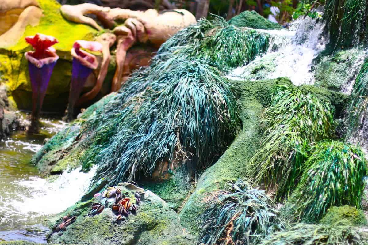 PHOTOS: The details of 'Pandora - The World of Avatar', Part 1 - The ...